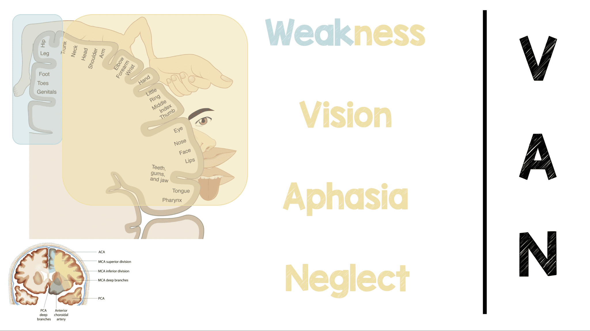 Why VAN Works - REBEL EM - Emergency Medicine Blog