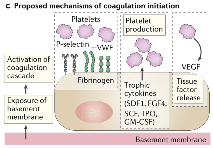 Proposed Mechanism of Coagulation Initiation - REBEL EM - Emergency ...