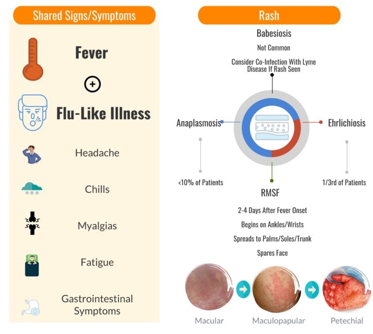 Emerging Tick-Borne Illnesses: Not Just Lyme Disease Part 1 - REBEL EM ...